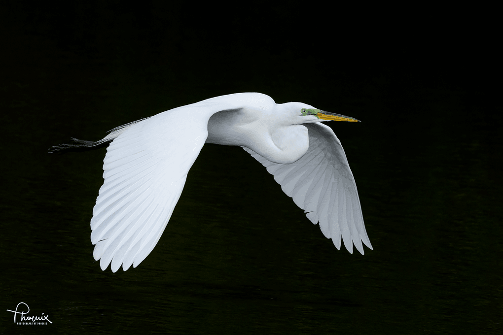 Check Out Phoenix SpiritDiva’s Story - Voyage MIA Magazine | Miami City ...