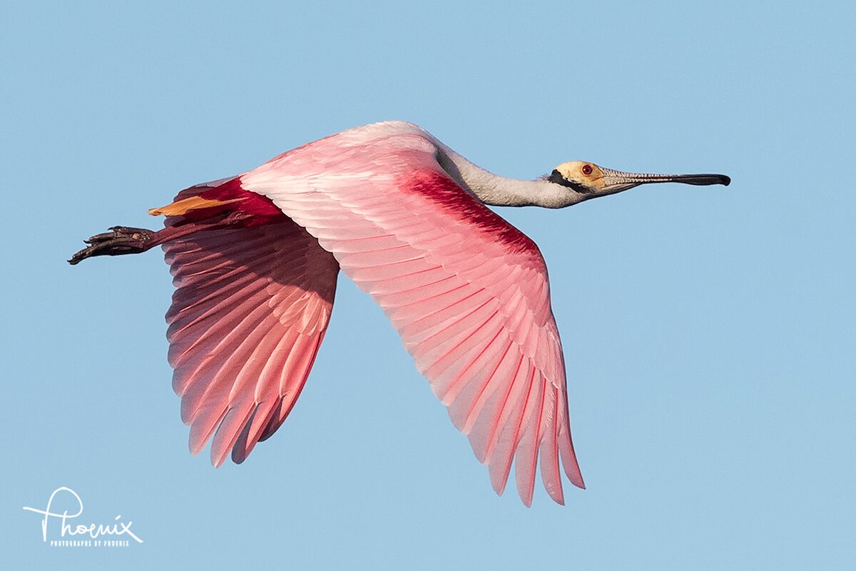 Check Out Phoenix SpiritDiva’s Story - Voyage MIA Magazine | Miami City ...