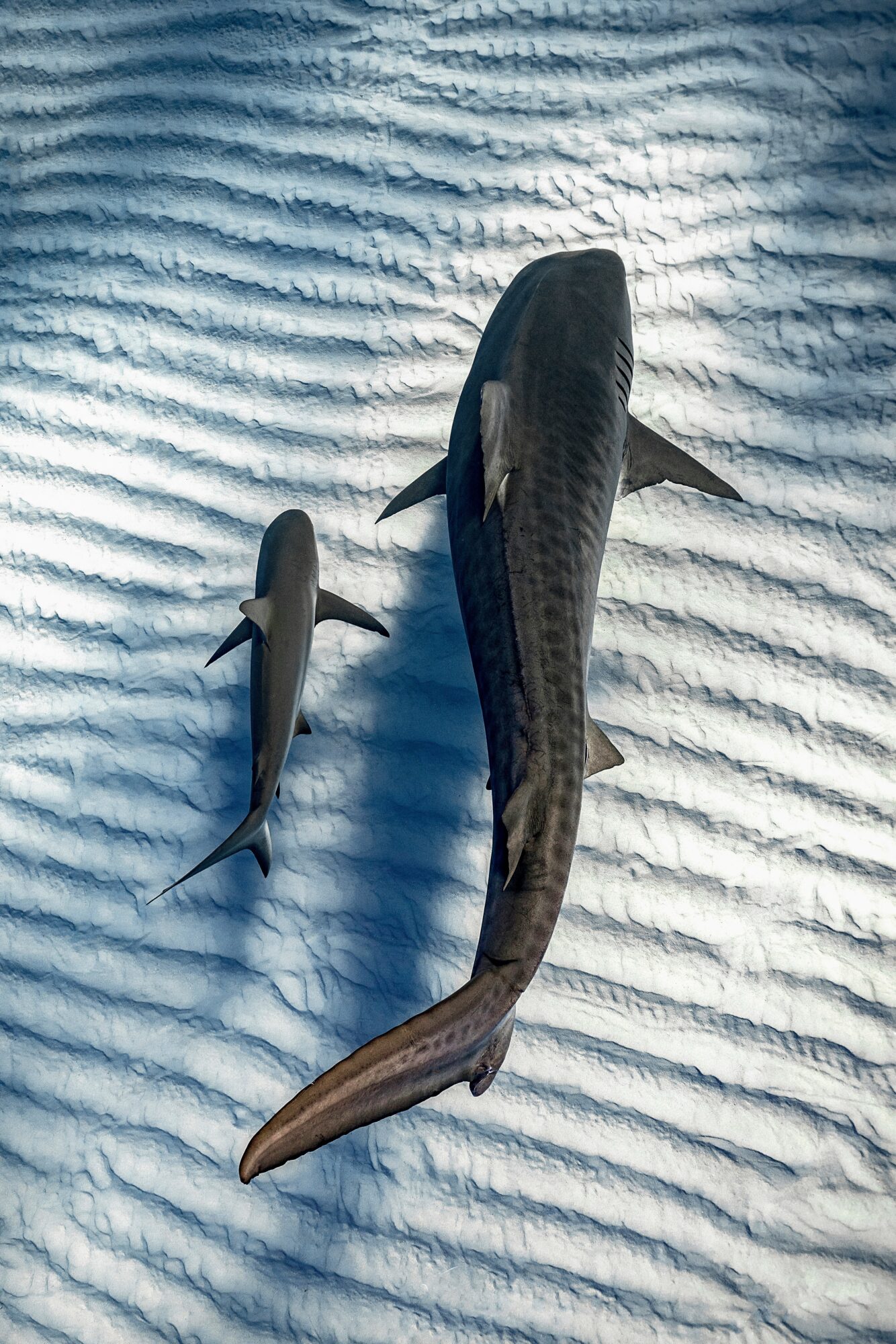 Rising Stars: Meet James Ferrara of Lauderdale By The Sea, Florida ...